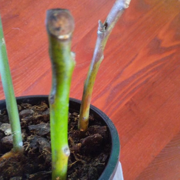 5" to 7" Inches Fruit Tree Yellow Meyer Lemon - Etsy