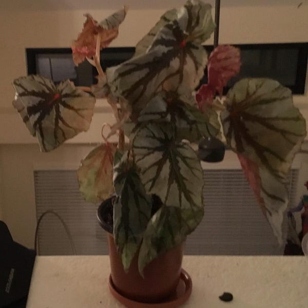 Monstera Adasoni Plant - Etsy