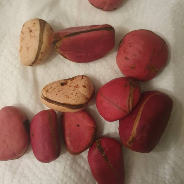 Kola Nuts 4/ 5/6 Lobes Pieces- 8 Oz / 220 Grams Cola Acuminata - Etsy