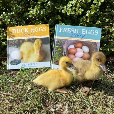 Gingerbread Duck House Plans PDF Room in Coop for up to 6 Ducks or 8 ...