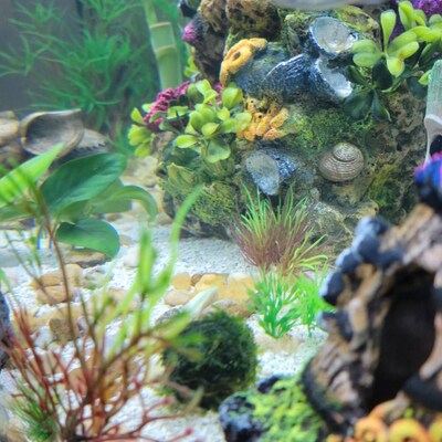 Large Java Moss Ball for Terrarium Planted Tank Live Aquarium ...