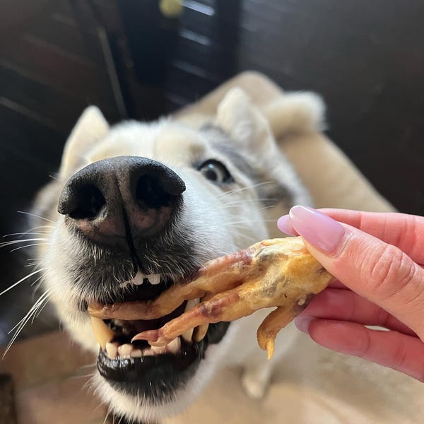 Dehydrated Chicken Feet Chew for Dogs | Healthy Dog Treats | Organic ...
