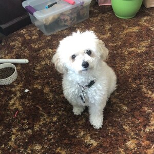 Rubber Ice Cap Miller Rubber Sundries Ice Cap 251 Oval - Etsy