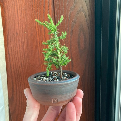 Giant Sequoia Tree Seed Grow Kit the Jonsteen Company - Etsy