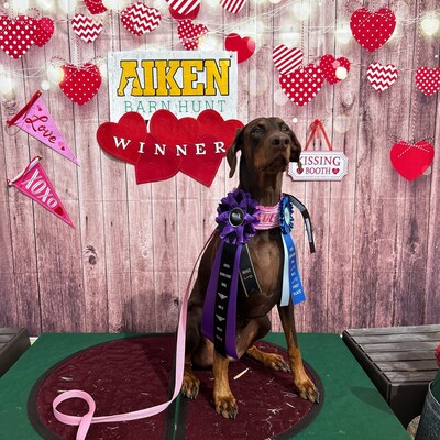 Custom Ribbon Display, Dog Award Ribbon Display Rack, Dog Rosette ...