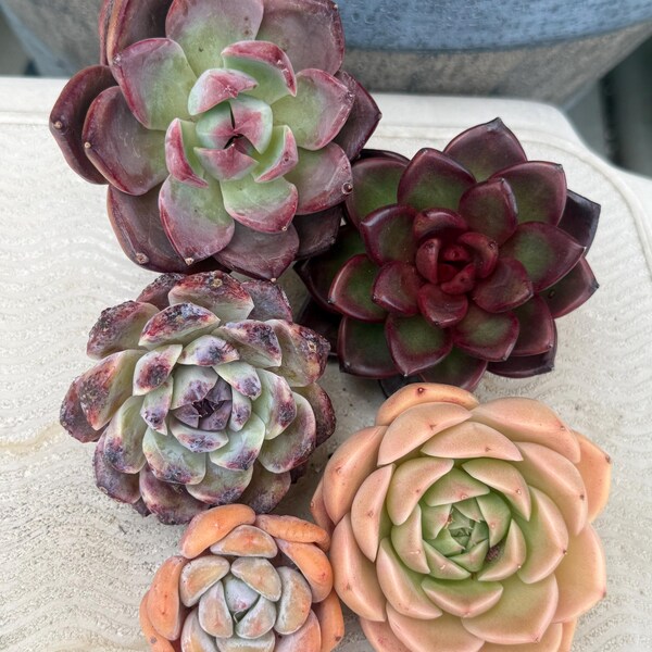 Lilysucculent - Etsy