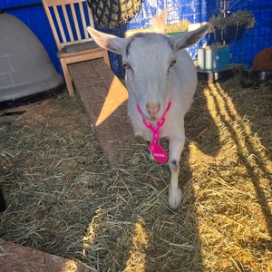 Goat Collar Plastic 6mm Chain With Metal Quick Link 20, 28 and 36 - Etsy