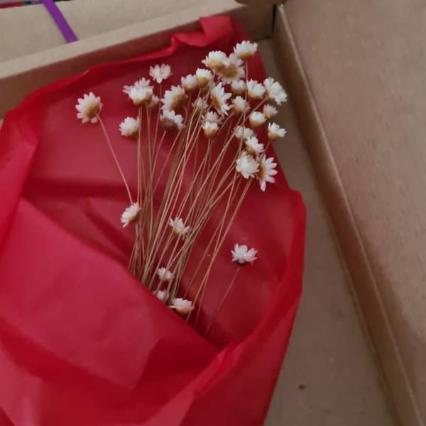 Mix of White and Cream Wheat Stems / Canary Grass /oat Dried Grass ...