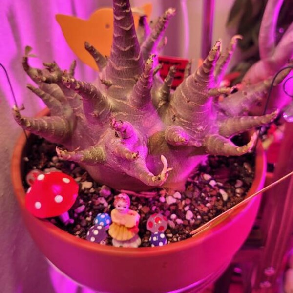 Adenium Desert ROSE 5 Colours in One GRAFTED PLANT in Pot 8 Inches - Etsy