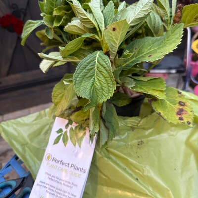 Liquid Snake Plant Fertilizer, Concentrated Indoor & Outdoor, Snake ...