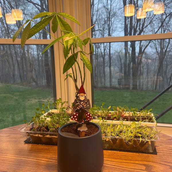 Bern in a Fern - Grumpy Bernie Garden Gnome Plant Stake - Handmade in ...