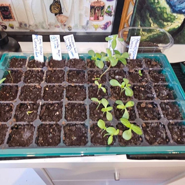 Astrantia Major Rose Symphony Seeds, Masterwort, Hattie’s Pincushion ...