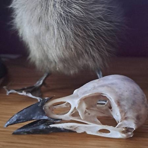 Real Magpie Crow Wings A1 Quality Corvid Taxidermy Gothic Curo Study ...