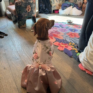 Star Spangled Girl Dog Harness Dress Xxsmall to 4xlarge Dog Dress, Dog ...