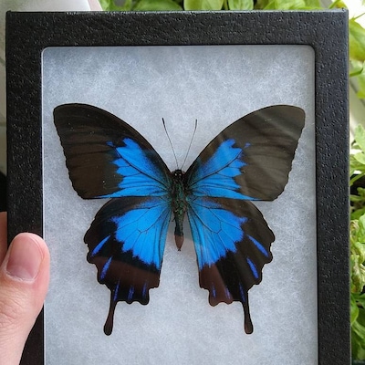 Papilio Elwesi Red Black Swallowtail Butterfly China - Etsy