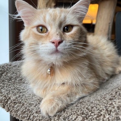 Cat Tag Cat Name Tag Hanging Tag Custom Tiny Cat Tag Mini Cat Tag ...