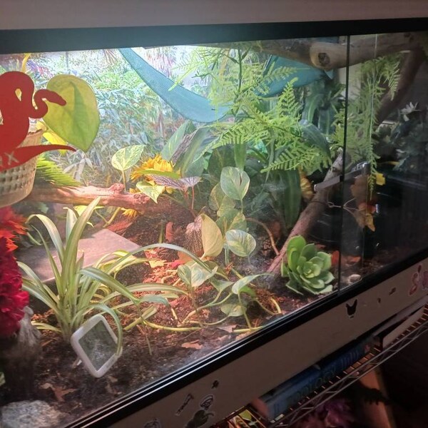 Customizable Name Ball Python Snake Vinyl Decal (READ DESCRIPTION) - Etsy