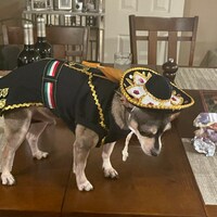 Mariachi Dog Costume/ Mariachi Outfit for Dogs/ Mexican Dog Costume ...