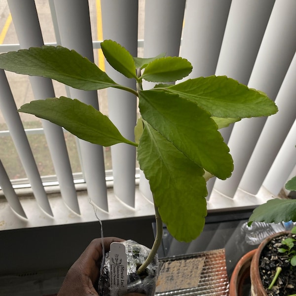 Miracle Leaf, Leaf of Life, Plant (organic) - Etsy