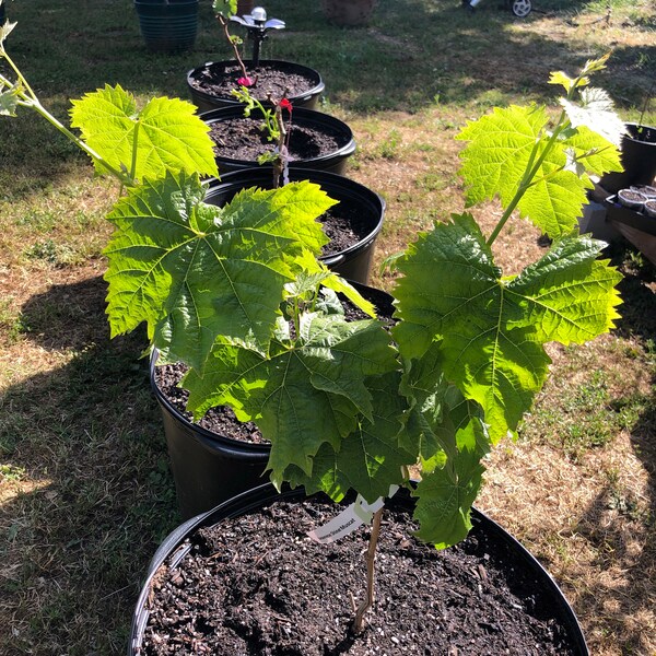 Japanese Queen Nina Grape Plant (bare Root) - Etsy
