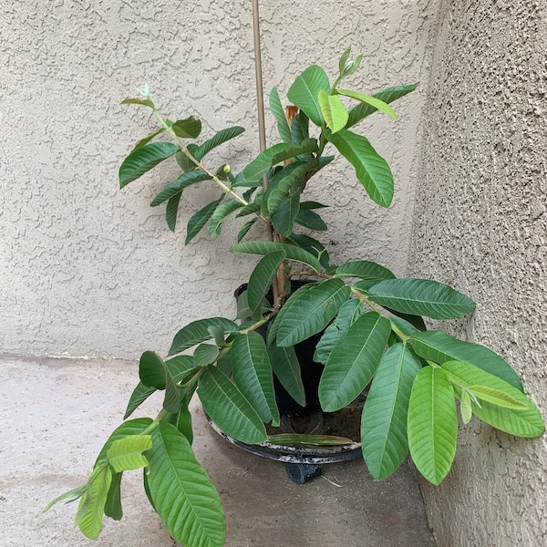 New Dwarf Variety Crunchy Pink or Watermelon Guava Very Sweet Extremely ...