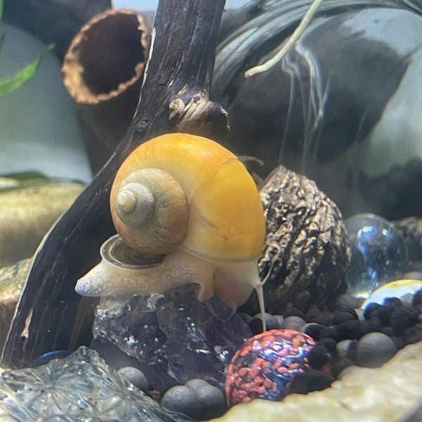 Windy Pods for Shrimp, Fish, Aquariums Craft Supplies Botanicals - Etsy