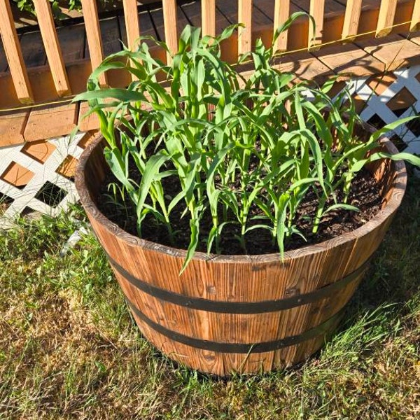 Rare Giant Indian Corn Seeds X50! Easy to Grow! Colorful Massive Ears ...