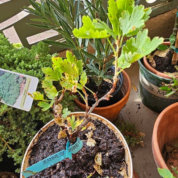 5 Surecrop June Bearing Live Strawberry Roots. Zones 5-8. - Etsy