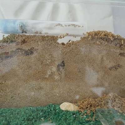 Sand Ant Farm anthill Formicarium Educational Ants NO - Etsy