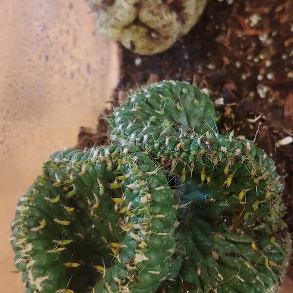 Opuntia Prickly Pear Snow Fuzzy Cactus - Etsy