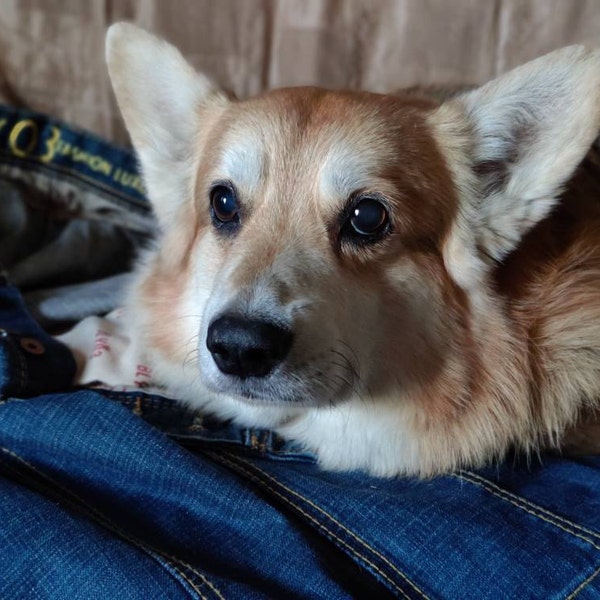 1970s LACOSTE Men's Tennis Shorts by Andre Gillier - Size 7 - Made in ...