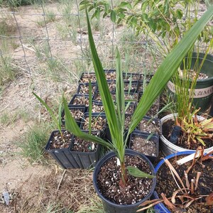 10 Pindo Palm Seedling Starts Butia Capitata - Etsy
