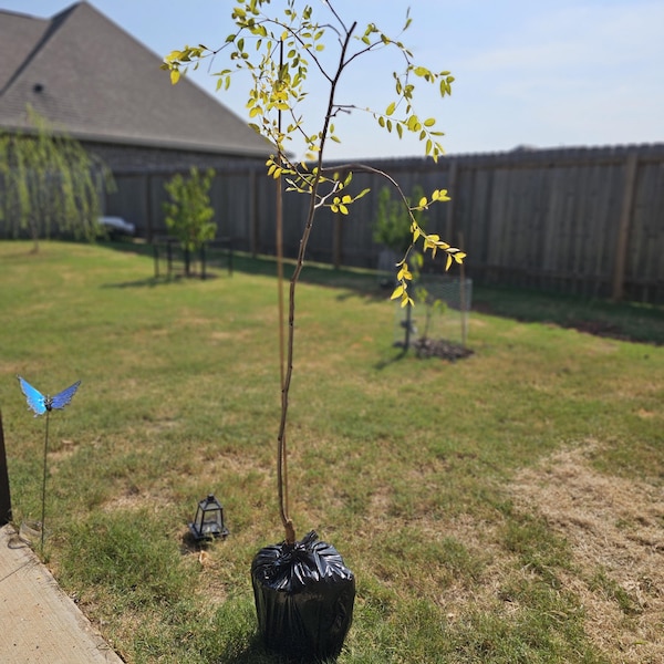 Jujube Sugar Can Tree- 4 Feet - Bigger Trunk - Ship in 3gal Pot - Etsy