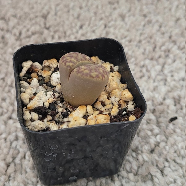 Lithops Rock Succulent Plant One Potted Plant - Etsy