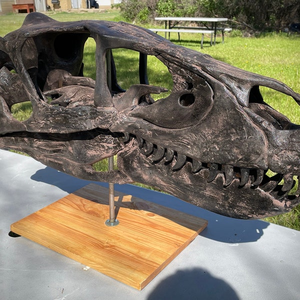 Life Size Utahraptor Skull - Etsy Canada