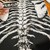 Ribcage Back Patch, Ribcage, Skeleton Patch, Bones Patch, Cloth Patch, Spine, Back Patch, Canvas ...