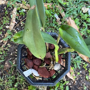 Paph makuli-curtisii Maudiae X Maudiae 'napa | Etsy