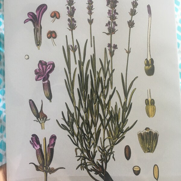 Lavender Botanical Print, Lavender Botanical Art Print, Lavender Wall ...
