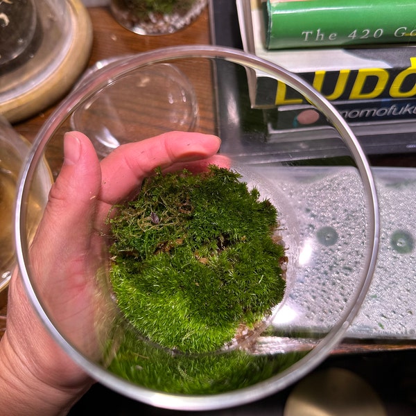 Live Clean and High Quality Planted Sheet Moss & Cushion Moss for ...