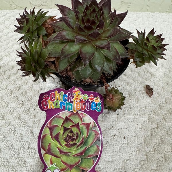 Ajuga Feathered Friends fierce Falcon Plant in 3 1/2 Pot Perennial ...