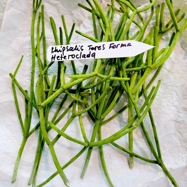 Rhipsalis Bacifera Ssp. Mauritiana ferrari 4 Unrooted Cuttings - Etsy