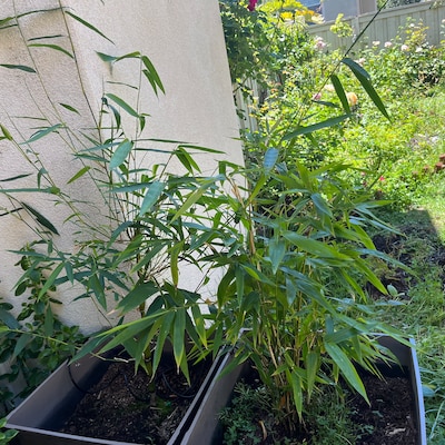 Bambusa lady Finger Clumping, Non-invasive Bamboo Plant Large 1 Gallon ...