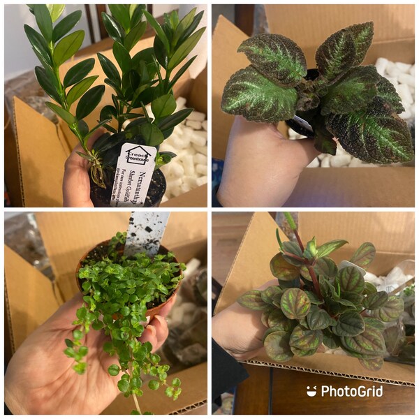 Foliage Gift Box, Box of 4 - Etsy