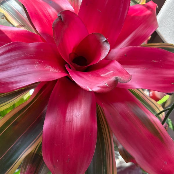 Bromeliad Vriesea Red Chestnut 6" Pot - Etsy