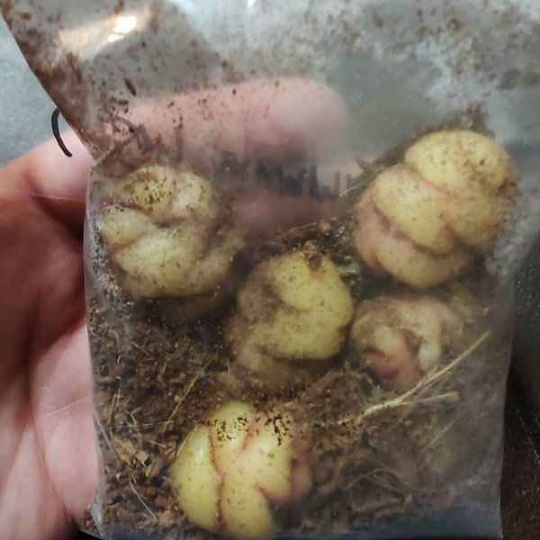 Oca Seed Tubers / Root for Planting - Uqa, New Zealand Yam - Organic ...