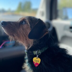 Taco Dog Tag Double Sided Dog Tag Taco Cat Tag Blue Dog - Etsy