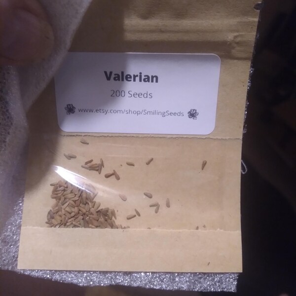 Red Beard Bunching Onion, 100 Seeds, Chinese Green Onion, Scallions ...