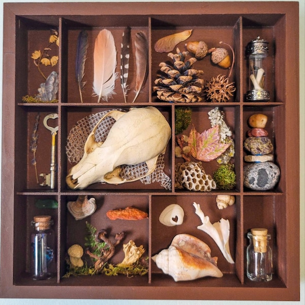 Wooden Curiosity Cabinet Printer Tray Letterbox Display, Rock Display ...