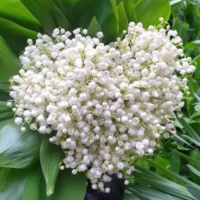 Vampire Transformation Spell Very Powerful Vampire Spell to Make You ...