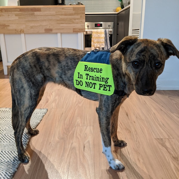Dog Vest (very Adjustable), Rescue in Training DO NOT PET, Light Weight ...